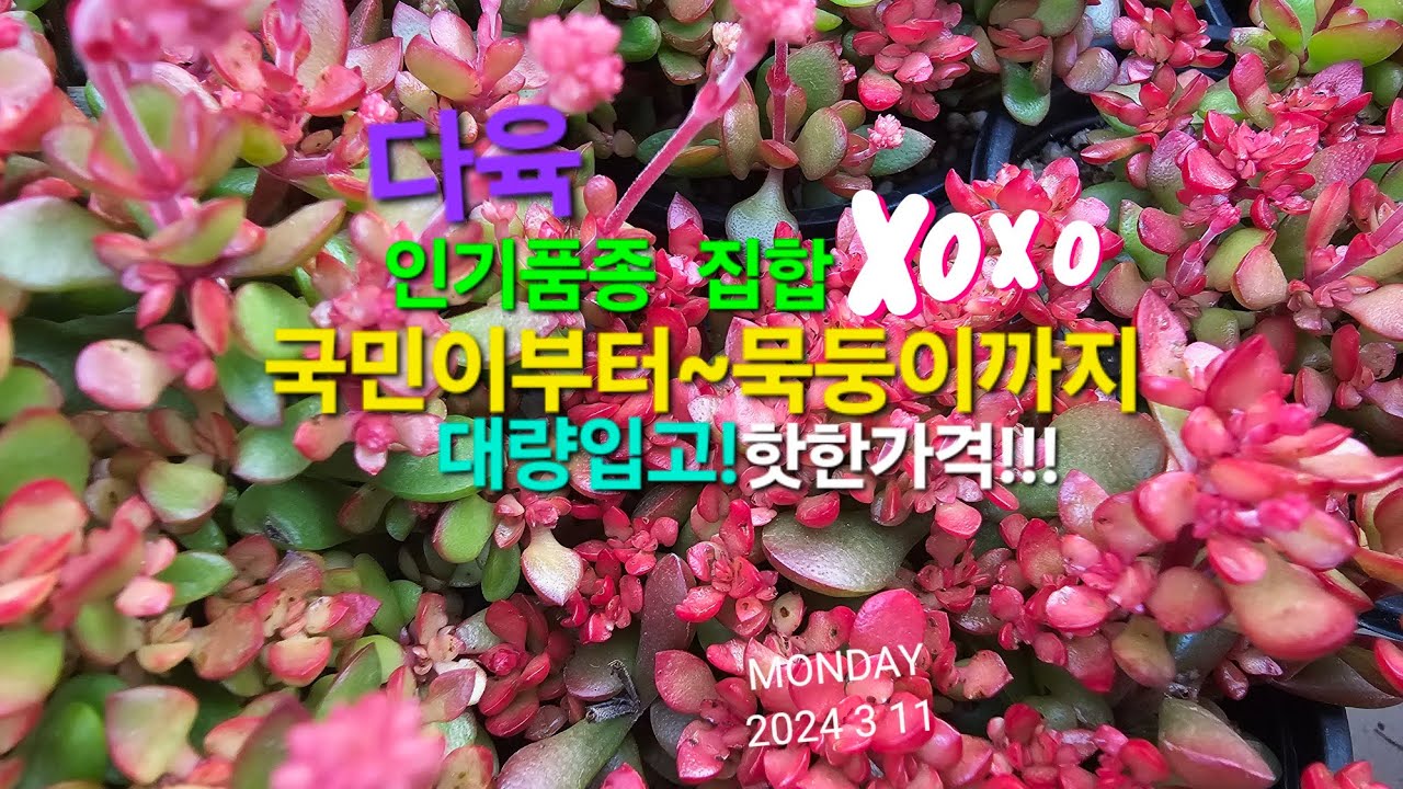 2024년 3월11일多肉植物국민다육 방문 3개5000원현금선녀와나무꽃화분다육신상안내다육금화분택배다육택배다육이다육식물인천다육多肉植物 Youtube