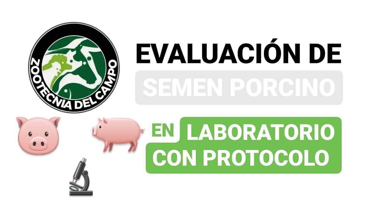 Homogenización de Semen porcino en laboratorio - evaluacion seminal - recoleccion de semen - YouTube