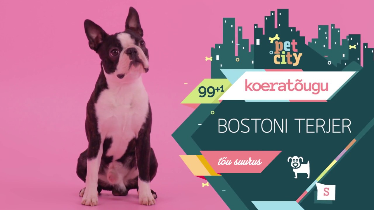 Bostoni terjer | PetCity 100 koeratõugu - YouTube