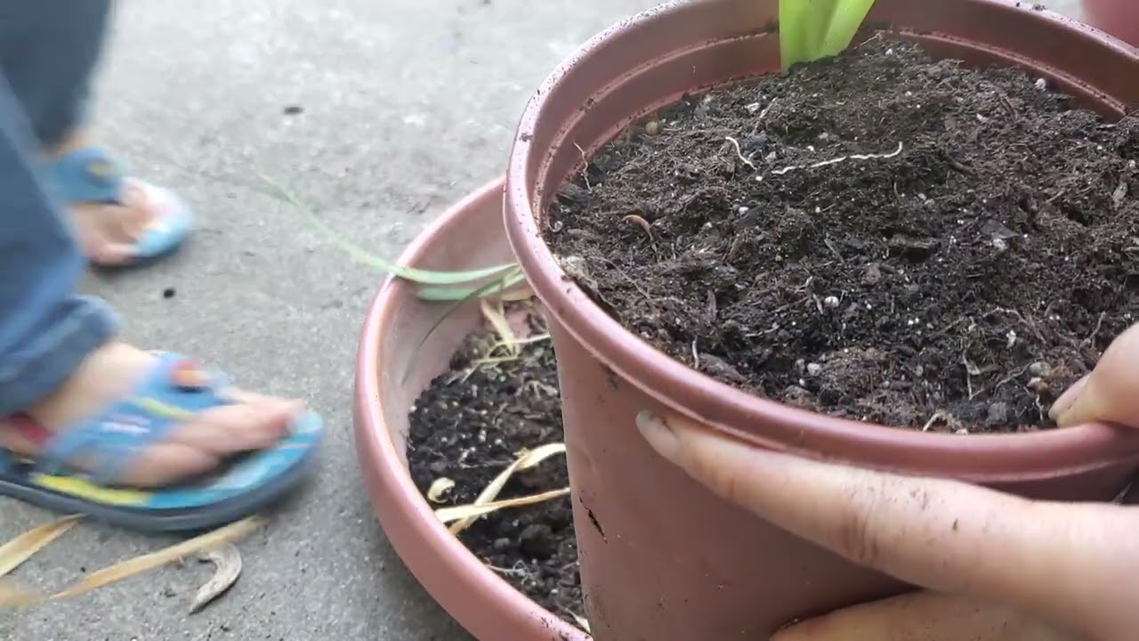 how to plant my irises in pots? - YouTube