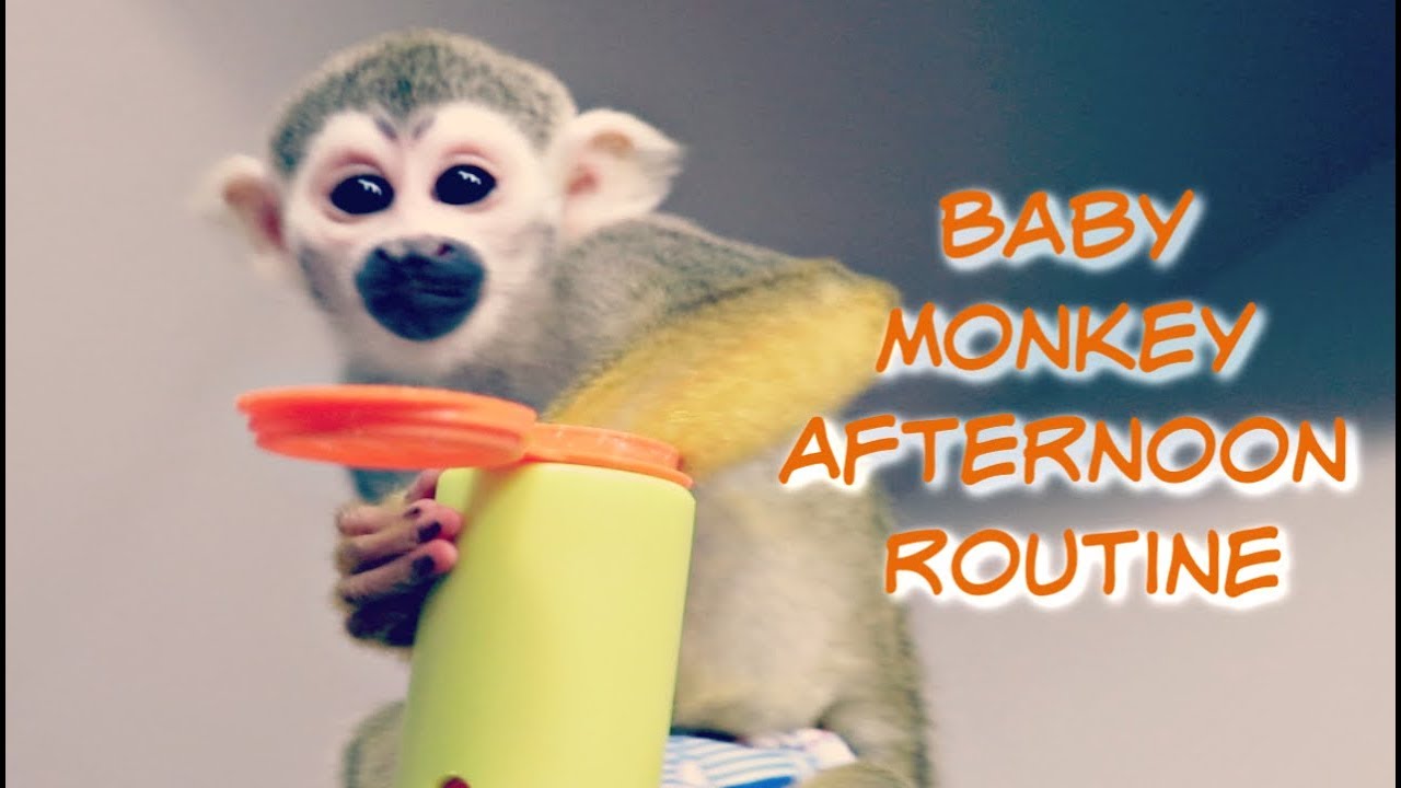 Baby Monkey Afternoon Routine! #AfternoonRoutine #squirrelmonkey - YouTube