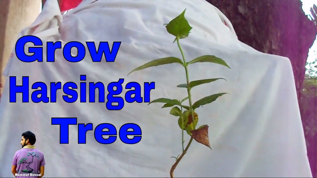 हारसिंगार का पेड़ कैसे लगाए /How to Grow & Care Harsingar / Parijaat ...