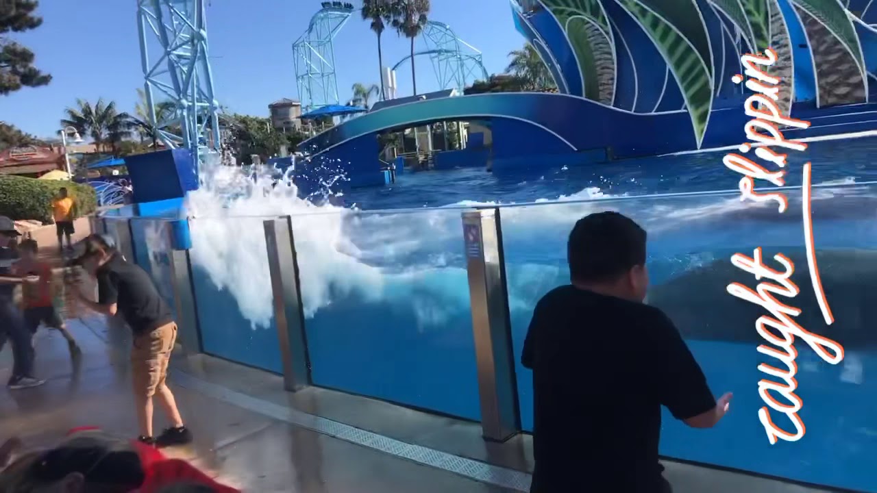 2020 sea world..dolphins show #splash zone - YouTube