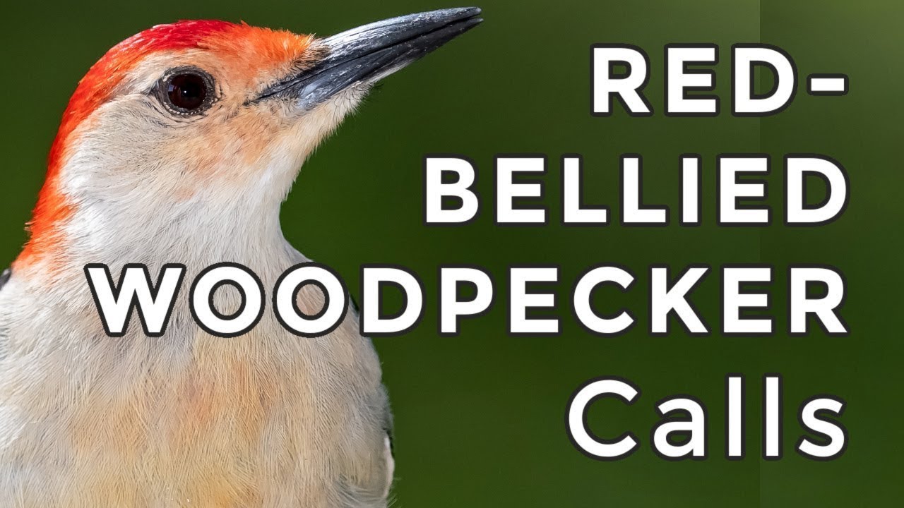 RED-BELLIED WOODPECKER CALLS: Learn Their 3 Most Common Calls (2025 ...