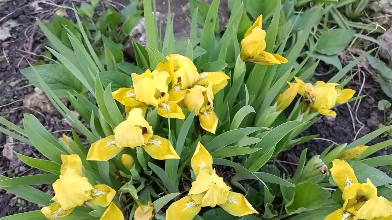 Ирис бордюрный - YouTube