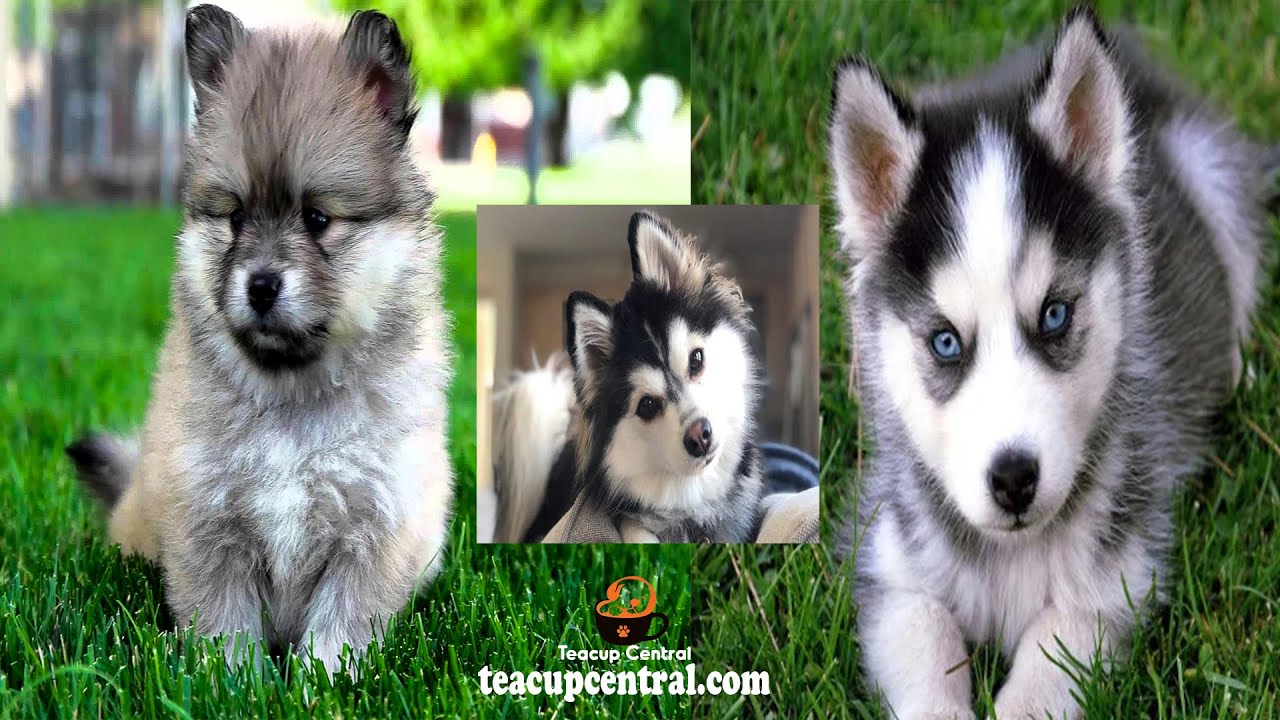 Cute Pomsky Puppies Doing Funny Things #11 - YouTube