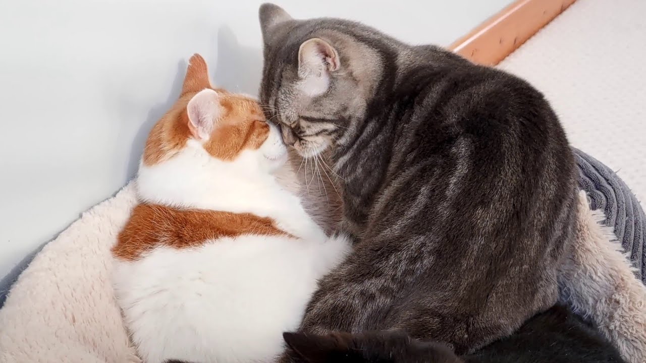 Cute Kitten Wants Cats Attention - YouTube
