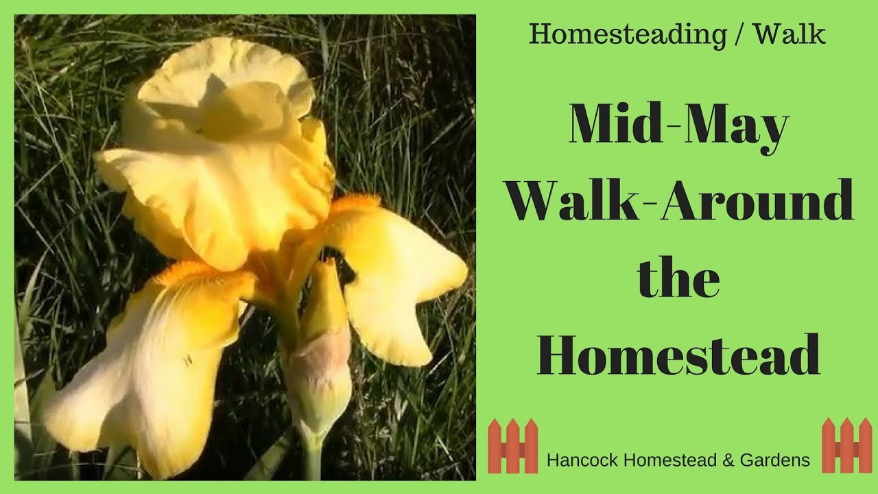Homesteading Lifestyle: Mid-May Walk-Around the Homestead: Flowers ...
