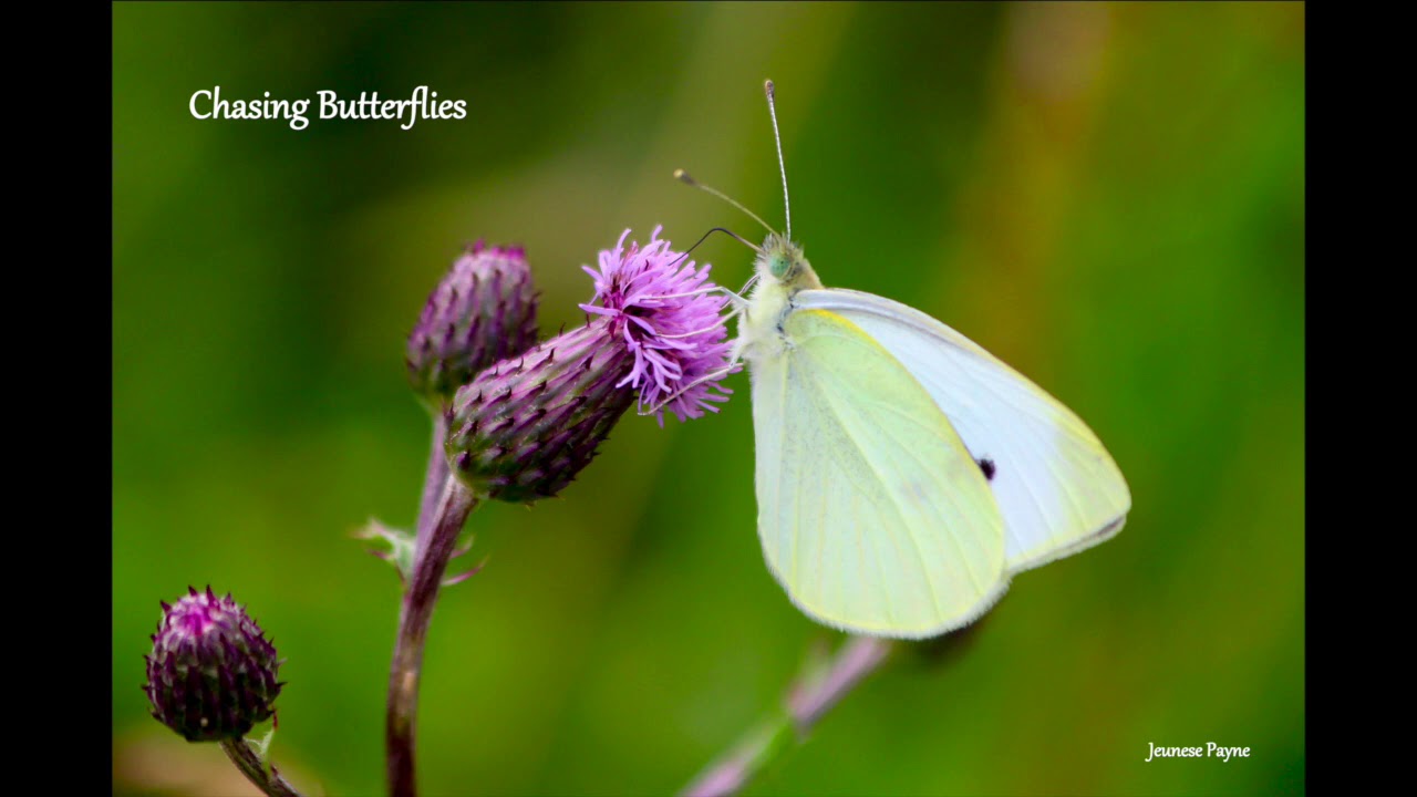 Chasing Butterflies (Original Song) - YouTube
