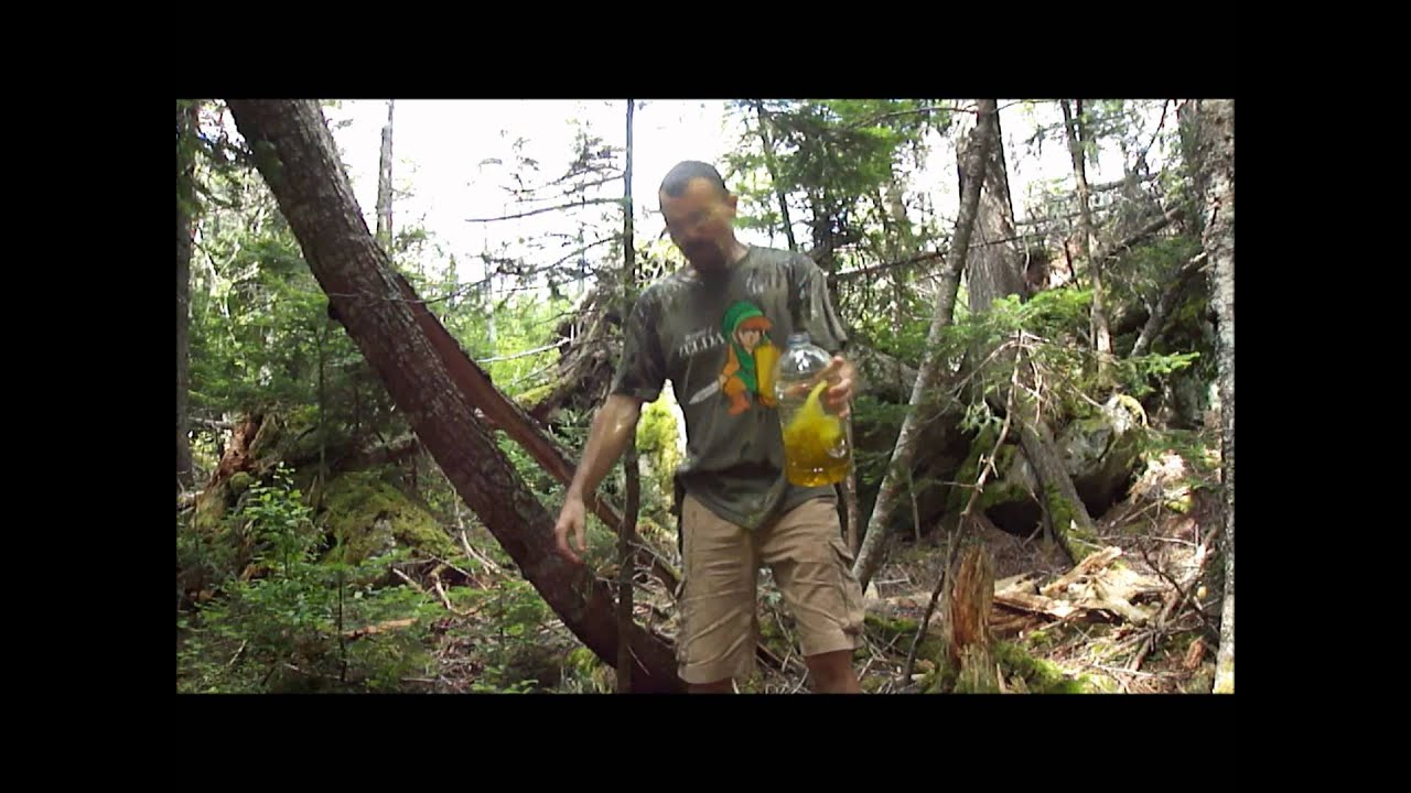 bear urine - YouTube