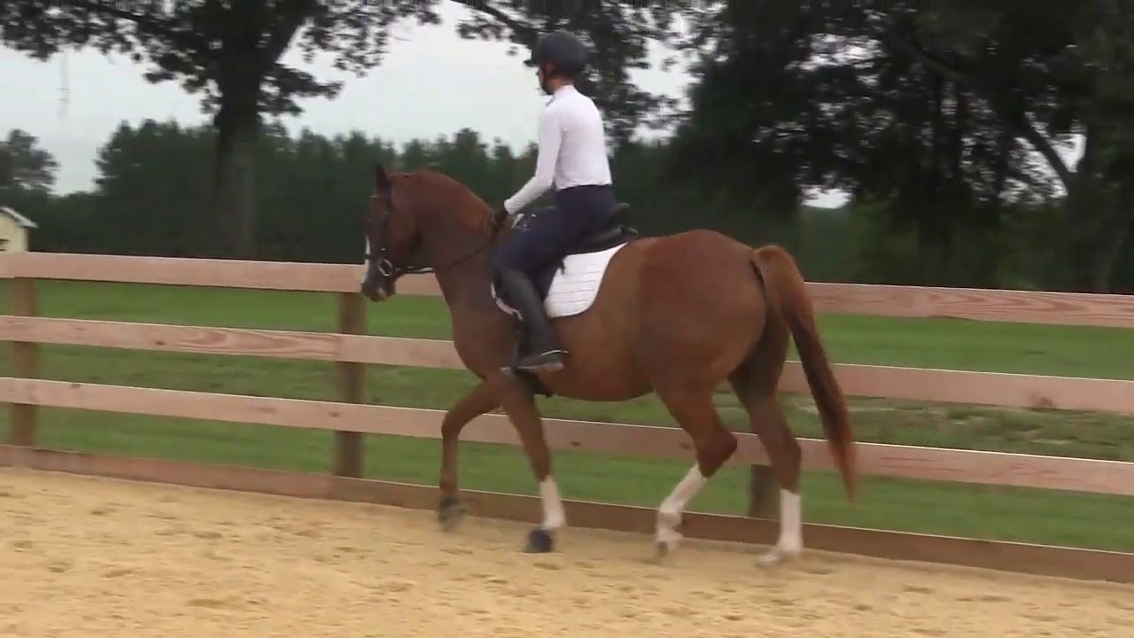 Bernadette KBF - 2015 16h RPSI mare by Bon Balou - YouTube