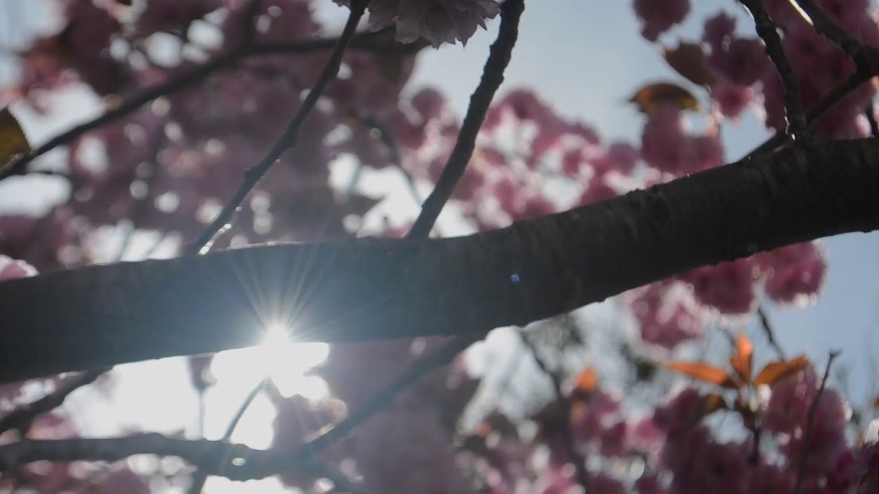 A Shared Story:Cherry tree - YouTube