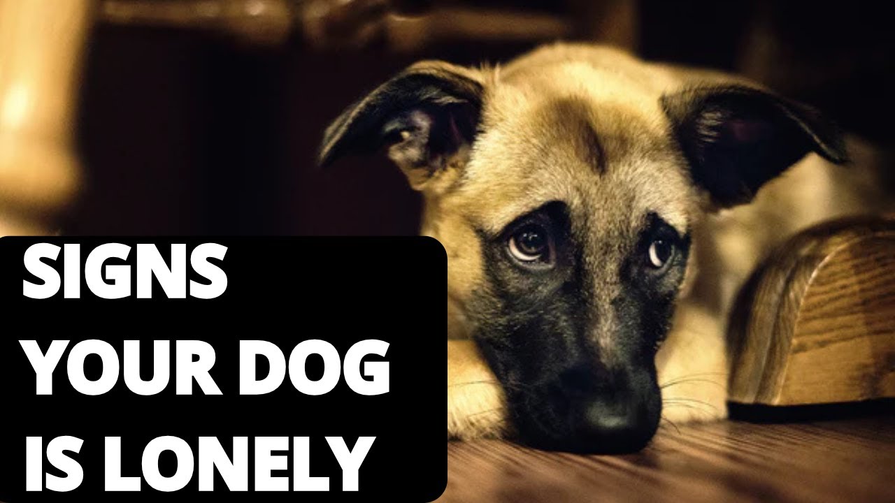 10 Signs of Loneliness in Dogs You Shouldn’t Ignore - YouTube