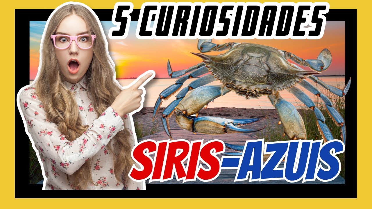 “5 curiosidades interessantes sobre os Siris-azuis. Você não pode ...