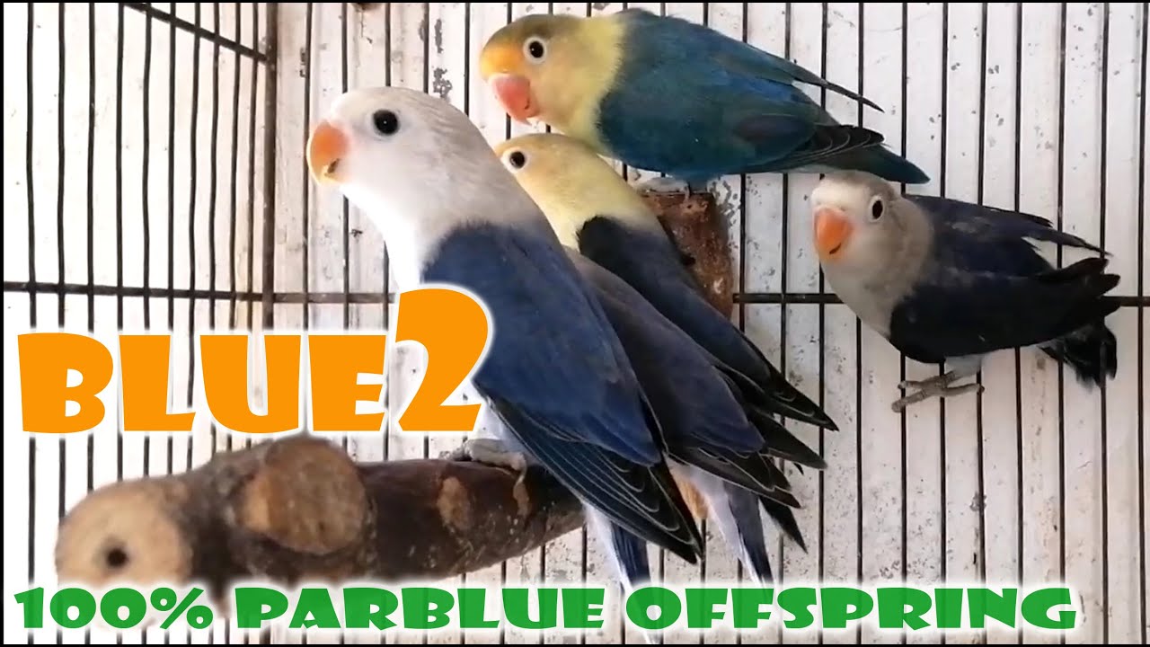 ANO ANG BLUE2 MUTATION? | MAMIMIGAY TAYO NG SAMPLE - YouTube