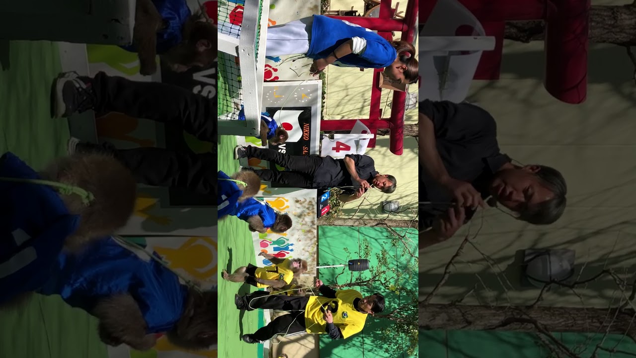 Japanese monkeys play football - YouTube
