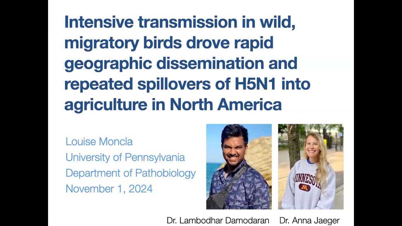 Louise Moncla: H5N1 transmission in wild birds - YouTube