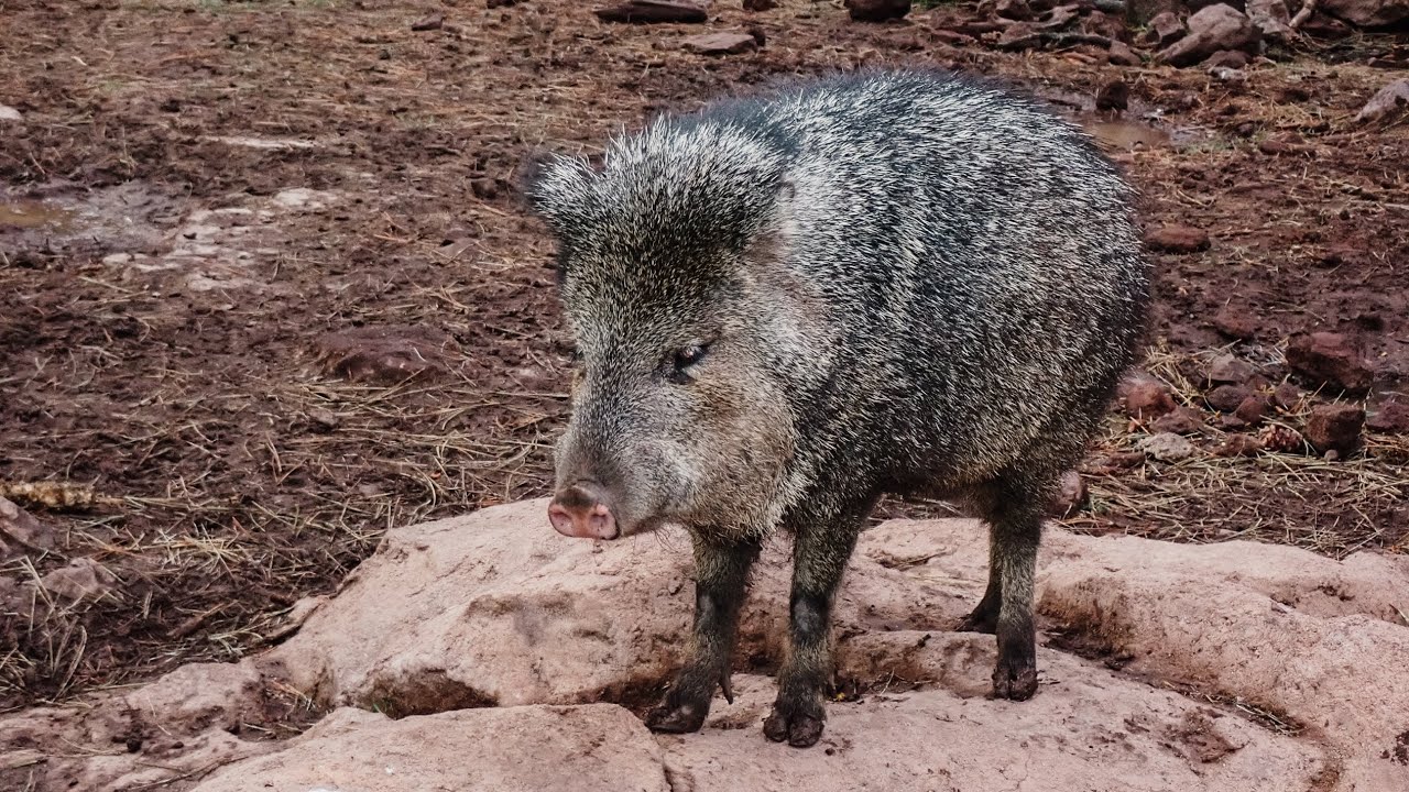 Wildlife Adventure at Bearizona: Kaibab National Forest, Williams ...