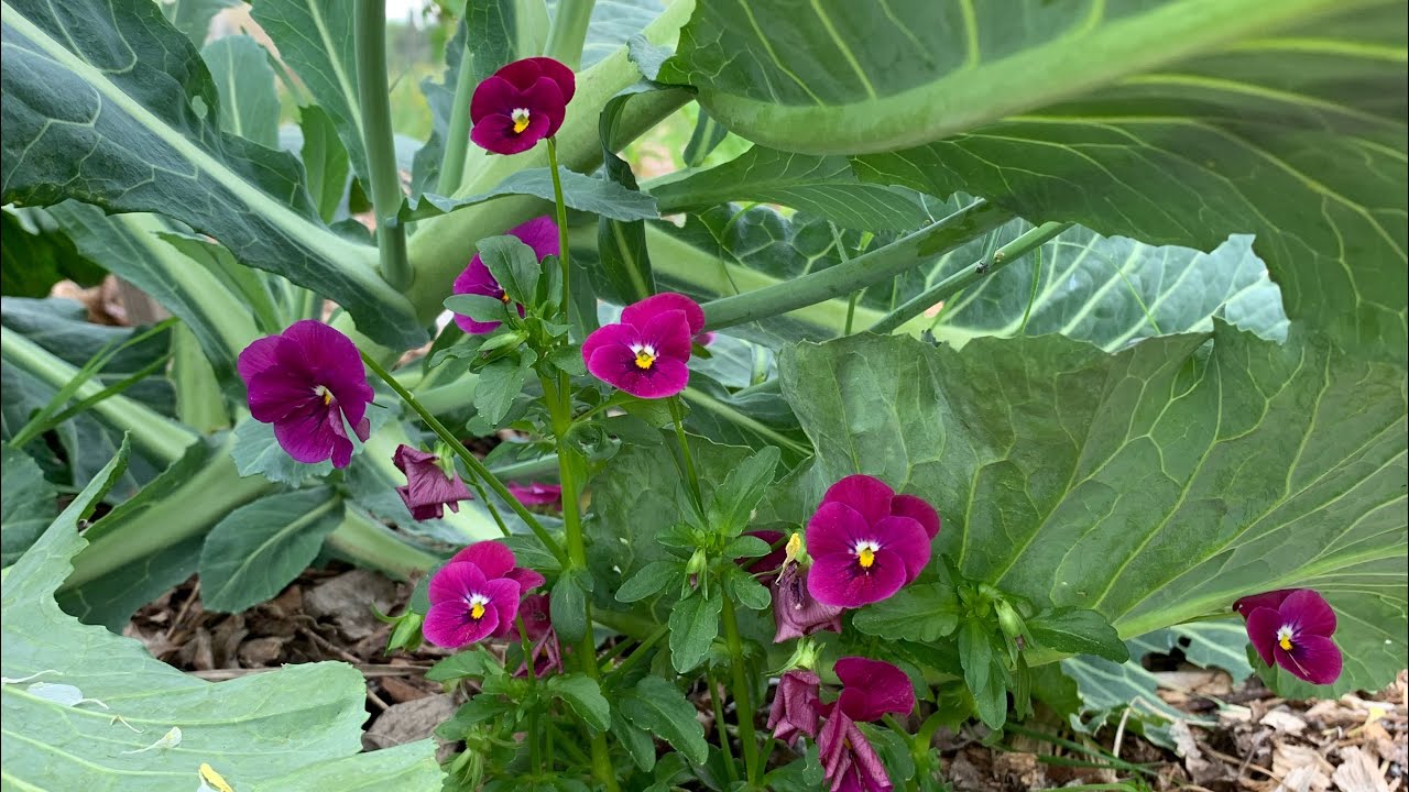 Early spring garden walk 2023 - YouTube