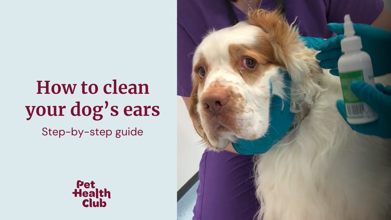 Dog ear cleaning | step-by-step guide - YouTube