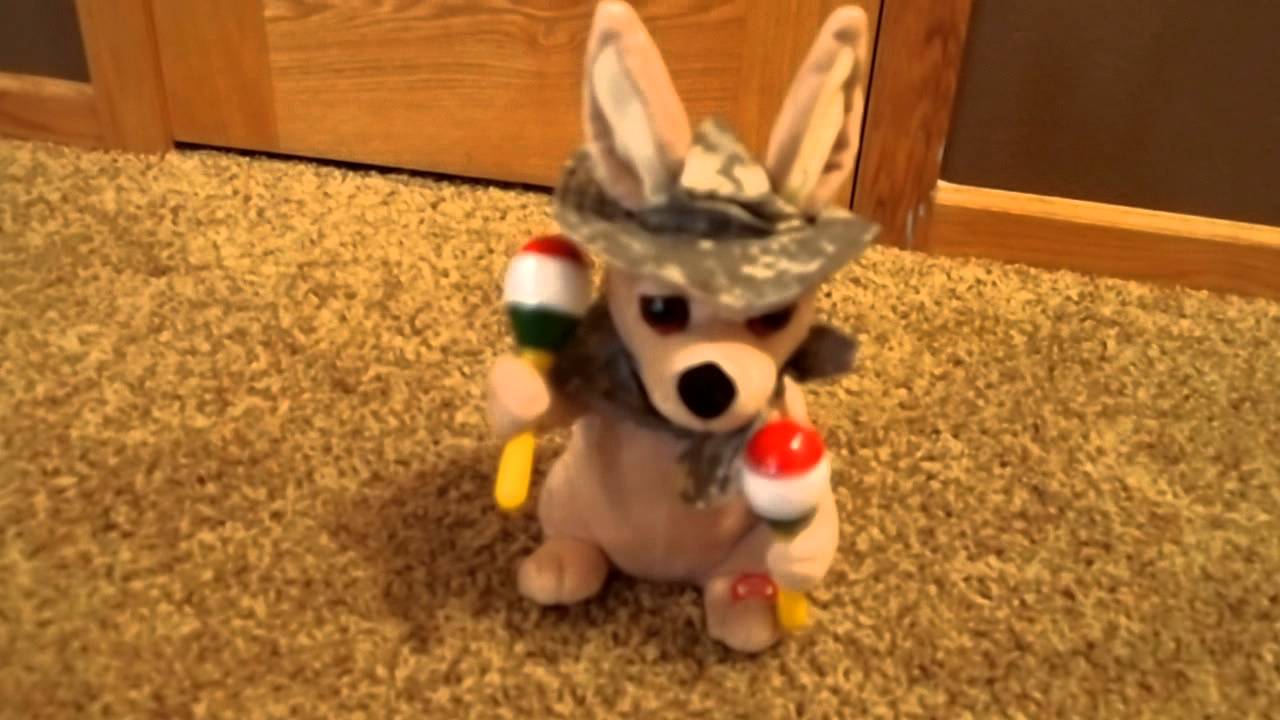 Chihuahua singing La Bamba - YouTube