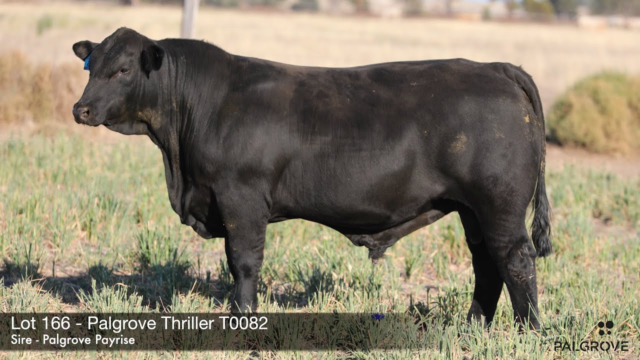 Lot 166 Palgrove Thriller T82 - YouTube