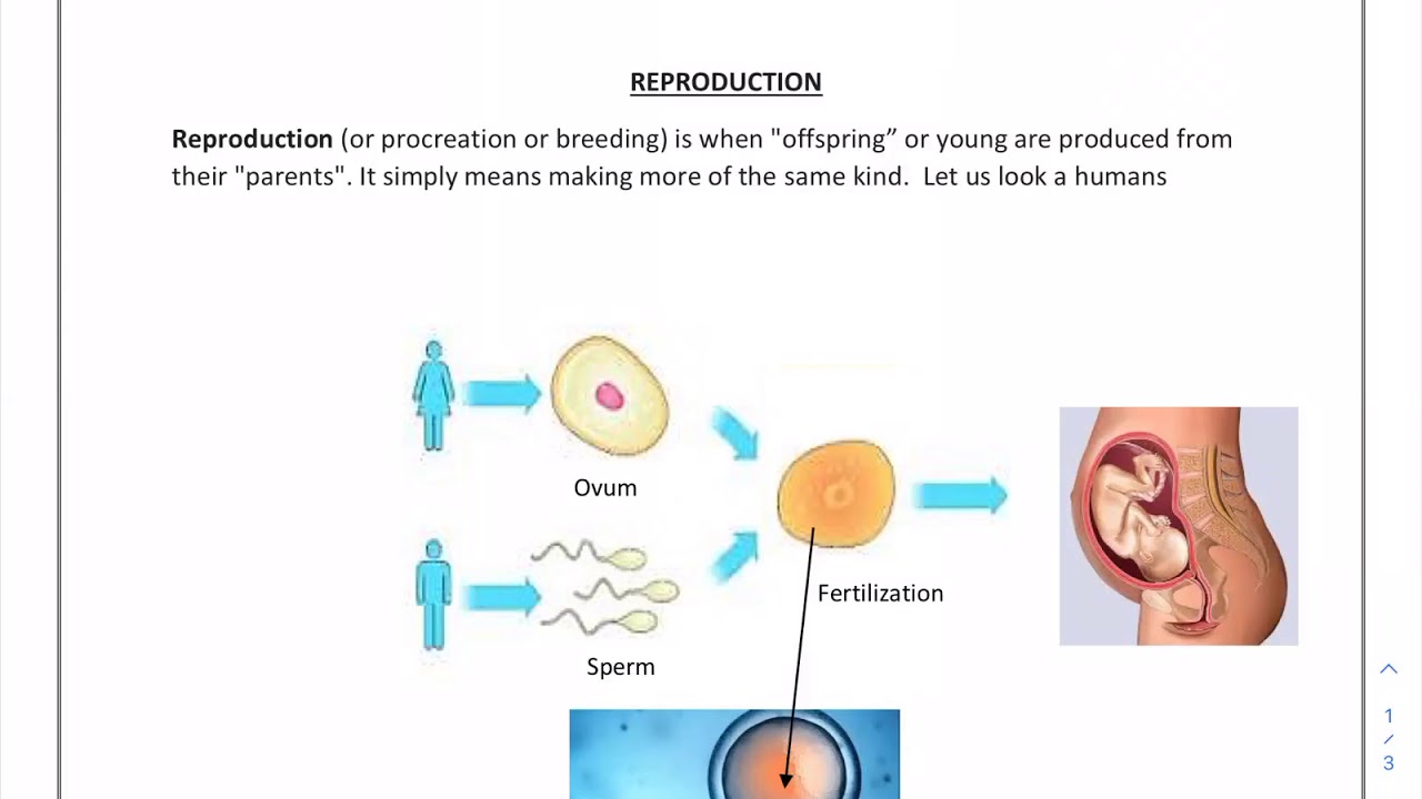Grade 5 NST Lockdown Lesson 11: Life Cycle of Animals - Reproduction ...