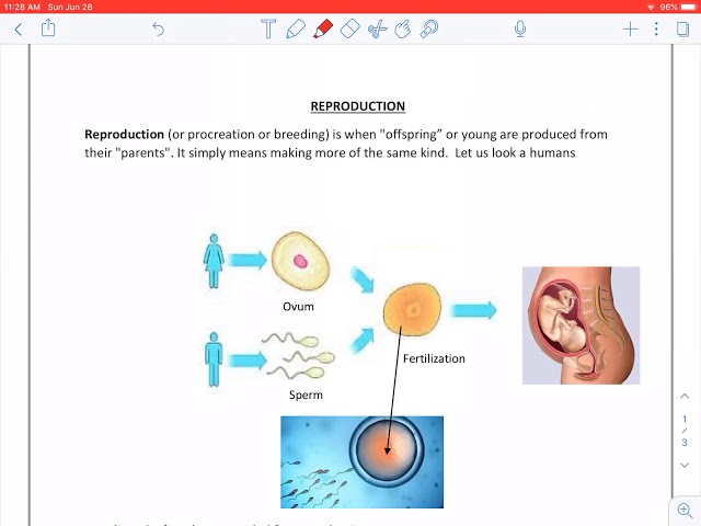 Science Reproduction In Animals Life Cycle Of Animals