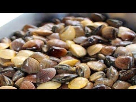 Nanguha kami ng tulya.. walang isda tulya madami - YouTube