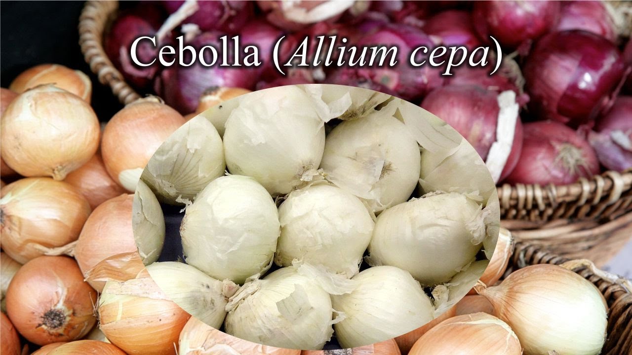 La cebolla y sus componentes químicos, propiedades y beneficios en pro ...