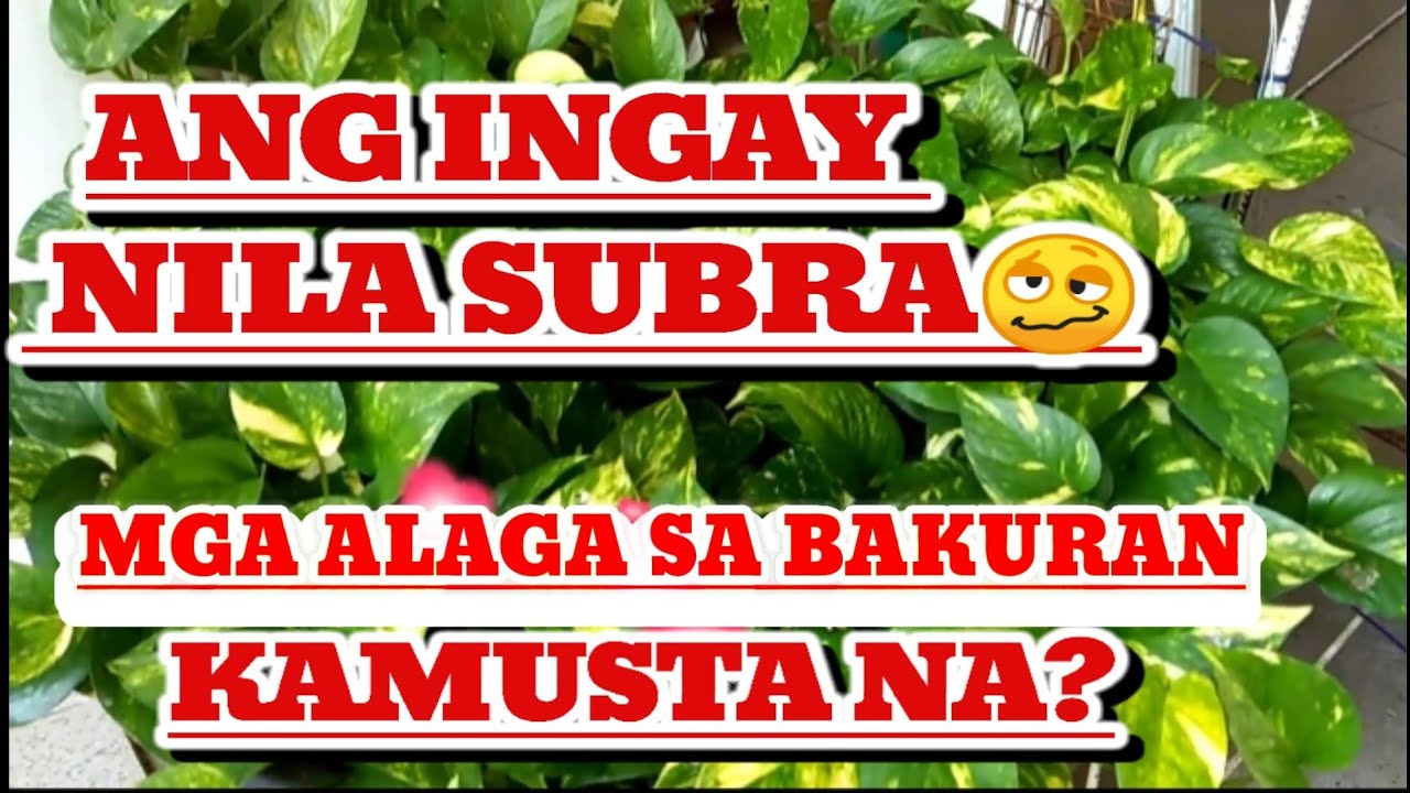 03 Mga alaga sa paligid - YouTube