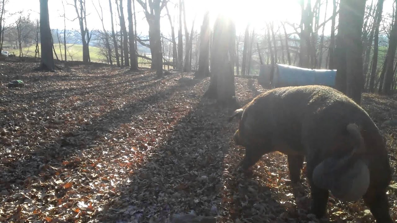 Ayrshire Farm - Boar enlarged testicles - YouTube