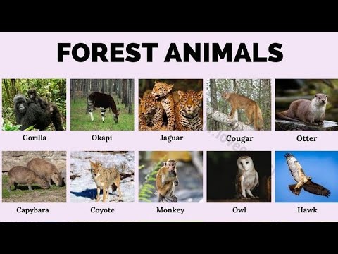 Forest Animals vocabulary with picture: Animals vocabulary for kids ...