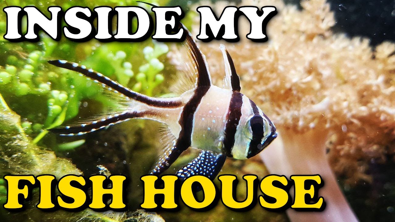 HUGE Macroalgae Reef Tank TOUR | Planted Reef Fish House Update - YouTube