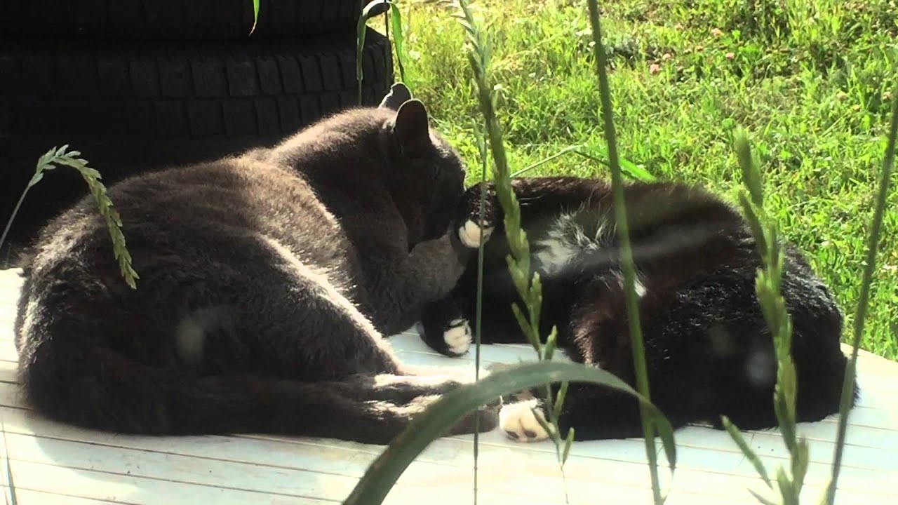 My feral, sibling cats showing affection for each other - YouTube