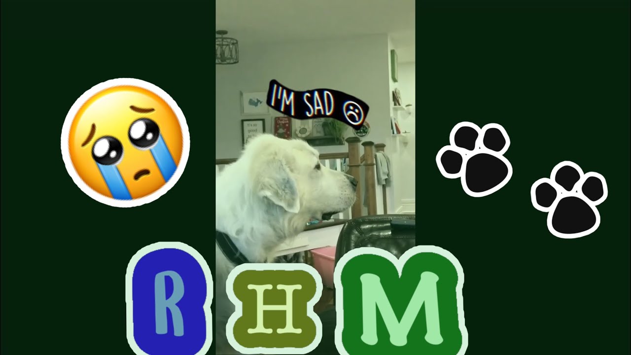 Milo being a sad doggo for a minute straight - YouTube