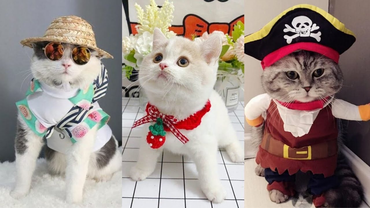 CATS in Adorable COSTUMES for Halloween | DIY Cat Halloween Costumes ...