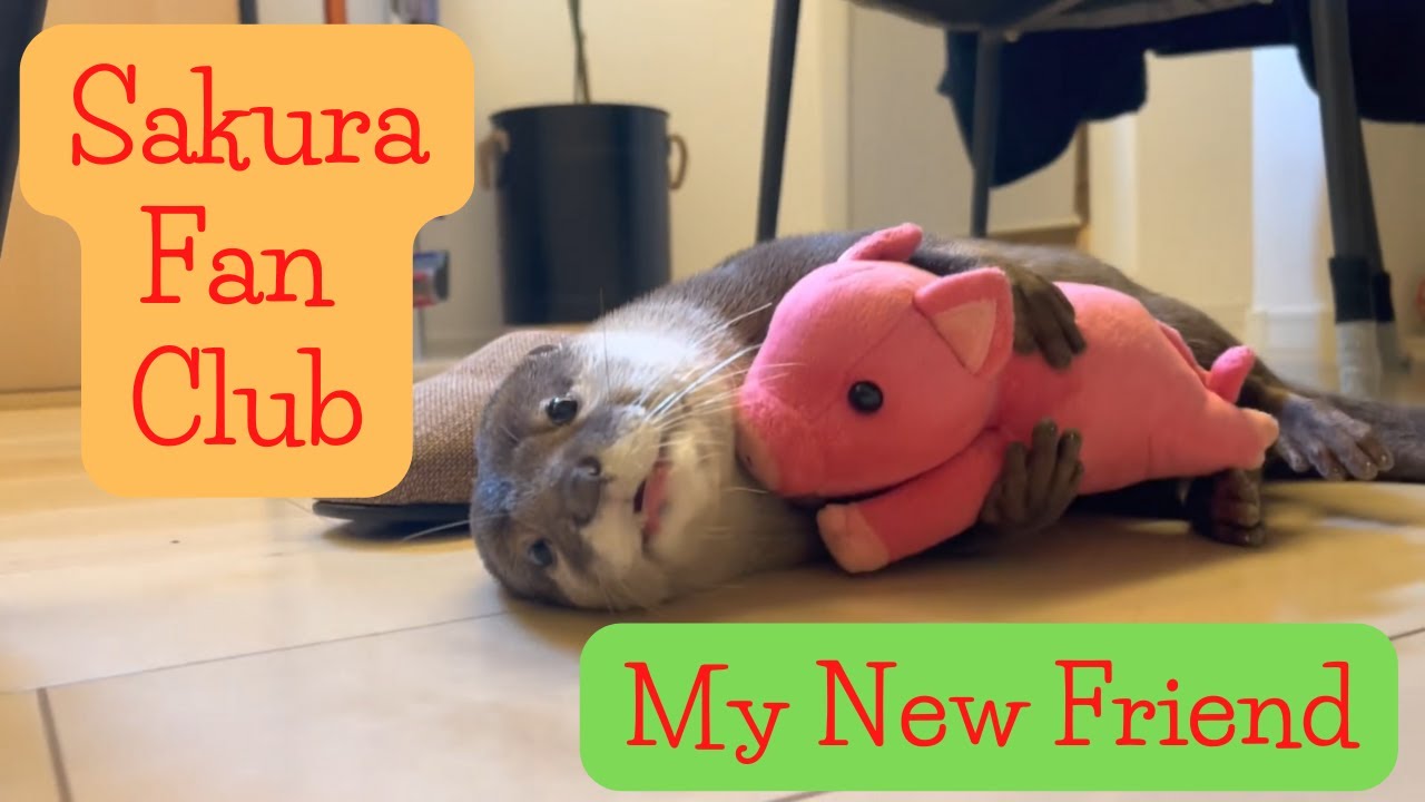 Otter Sakura... My new friend. - YouTube