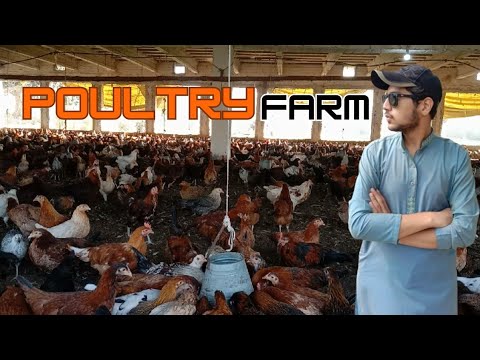 Visit to Poultry/Protein farm || 3.5 months ka chooza 🐥 || andy wali ...