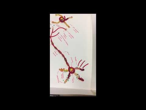 Laina Ishan and Jordan’s Candy Neuron