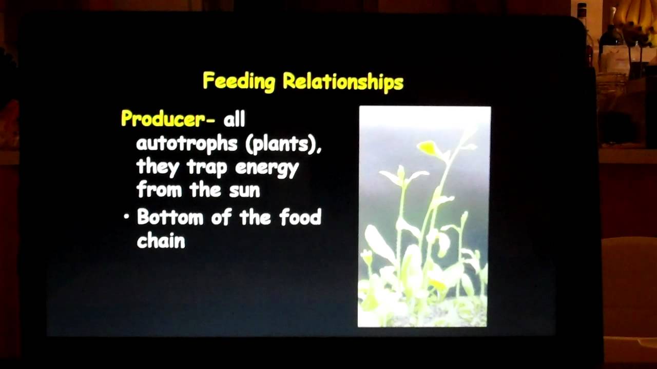 Ecology Lesson Part 1 - YouTube