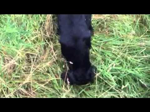 Monty on a mouse hunt - it's that time of year again!! - YouTube