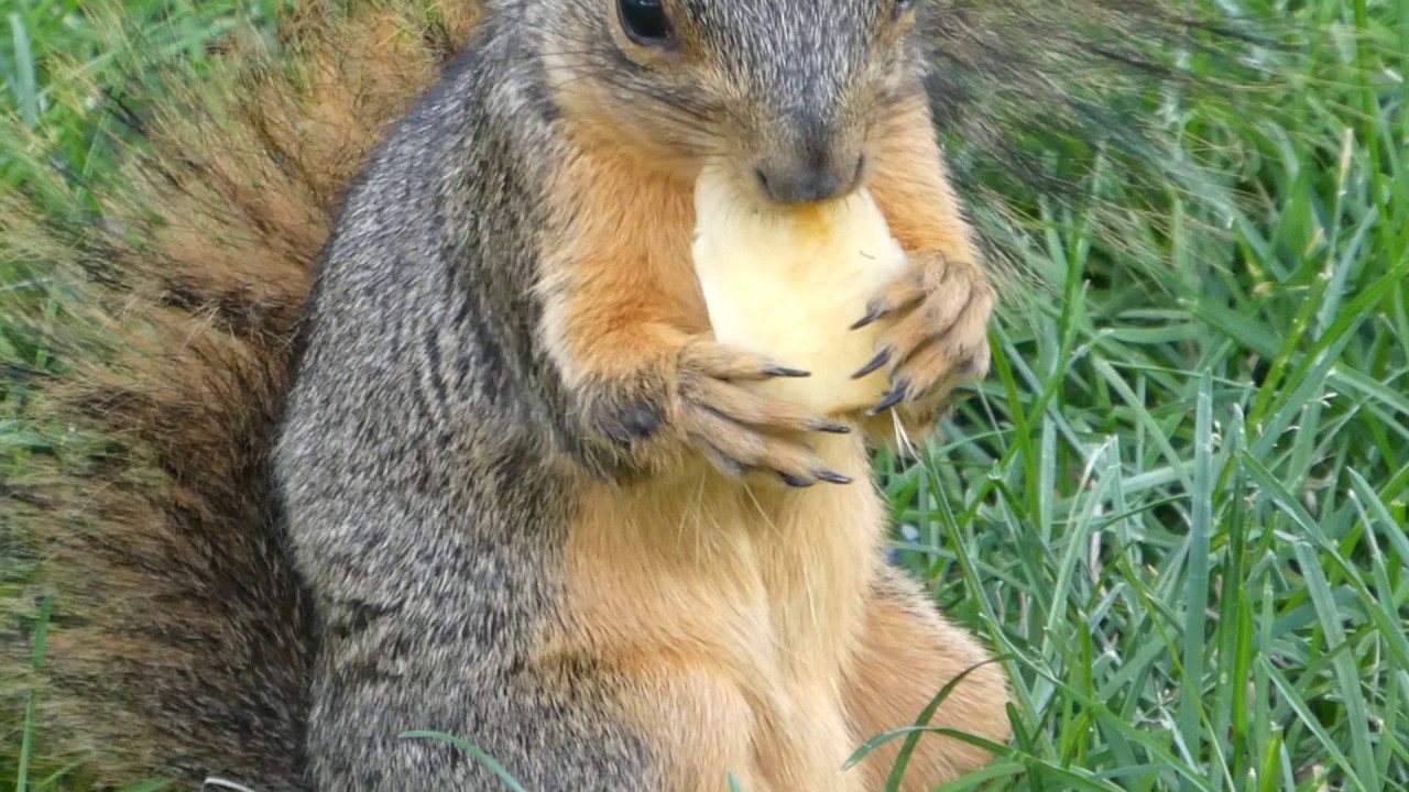 Squirrel eating apple slice - YouTube