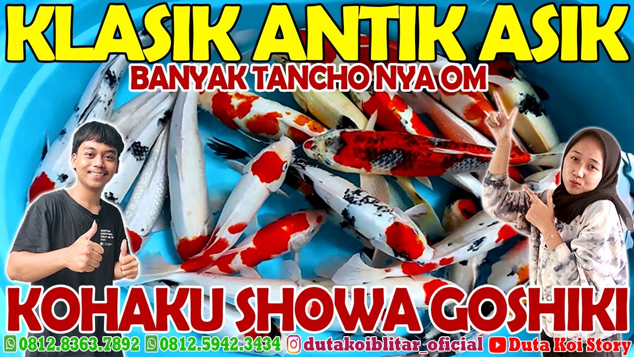 REVIEW HARGA KOI KOHAKU SHOWA BANYAK TANCHO WARNA STRONG || DUTA KOI ...