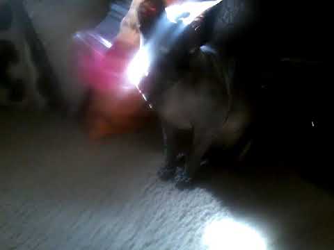 Fgteev is cat - YouTube
