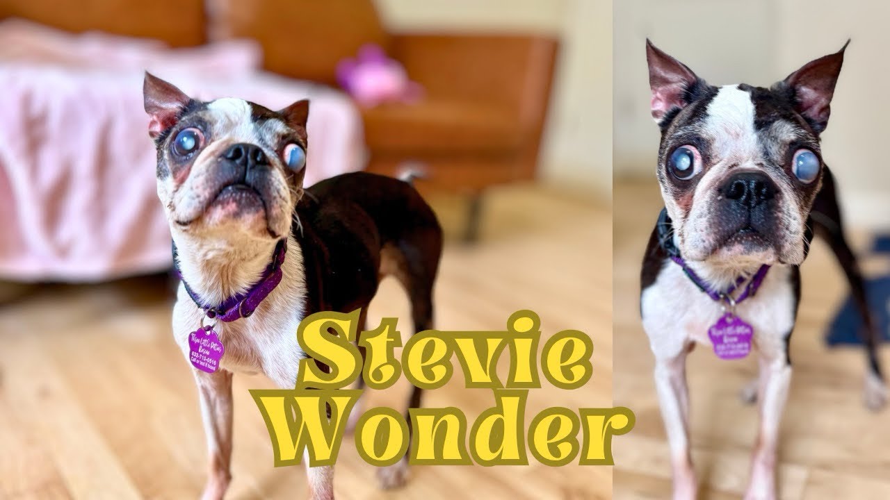 Isn’t He Lovely! Meet Stevie Wonder, the Boston Terrier! - YouTube