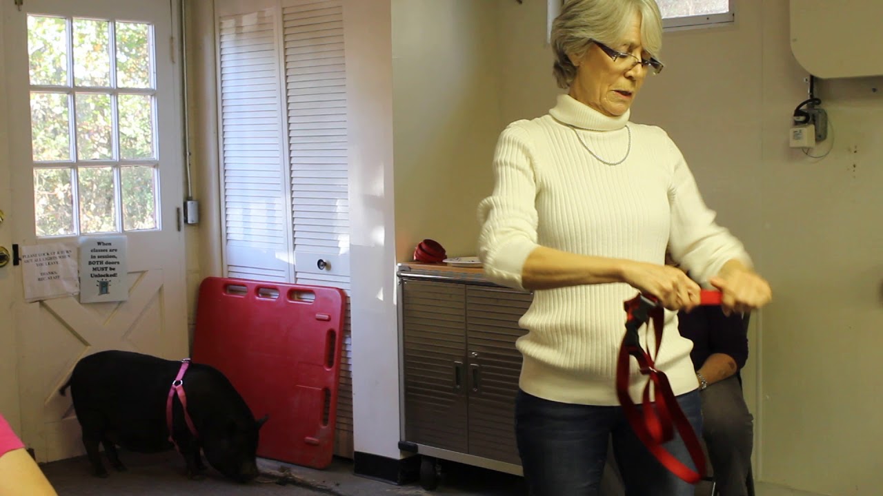 Harness Training A Mini Pig - YouTube