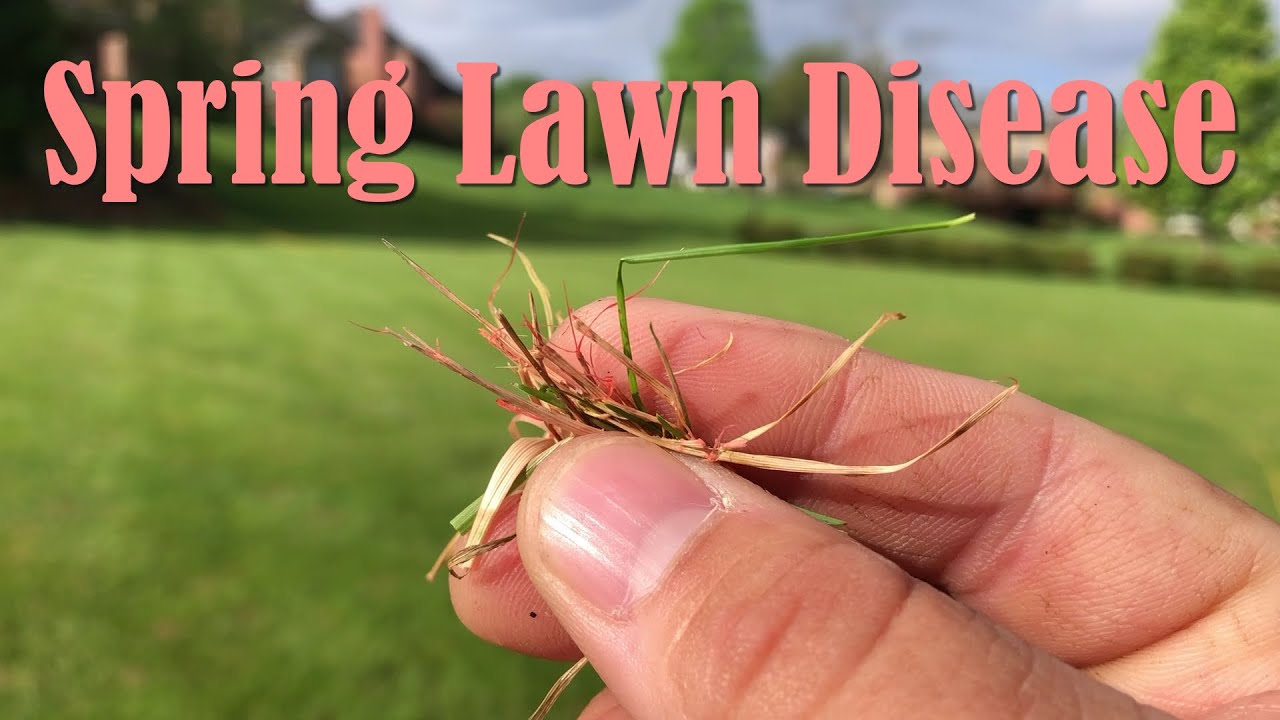 Spring Lawn Disease - YouTube