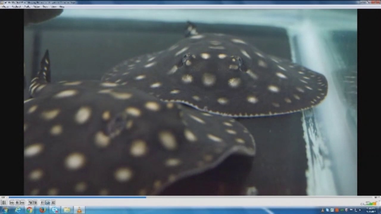 Baby stingrays born at Houston Zoo - YouTube