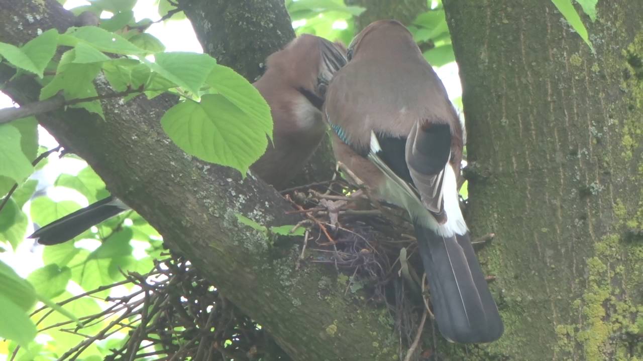 (Vlaamse) Gaai nest Apr-Mei 2016 - YouTube